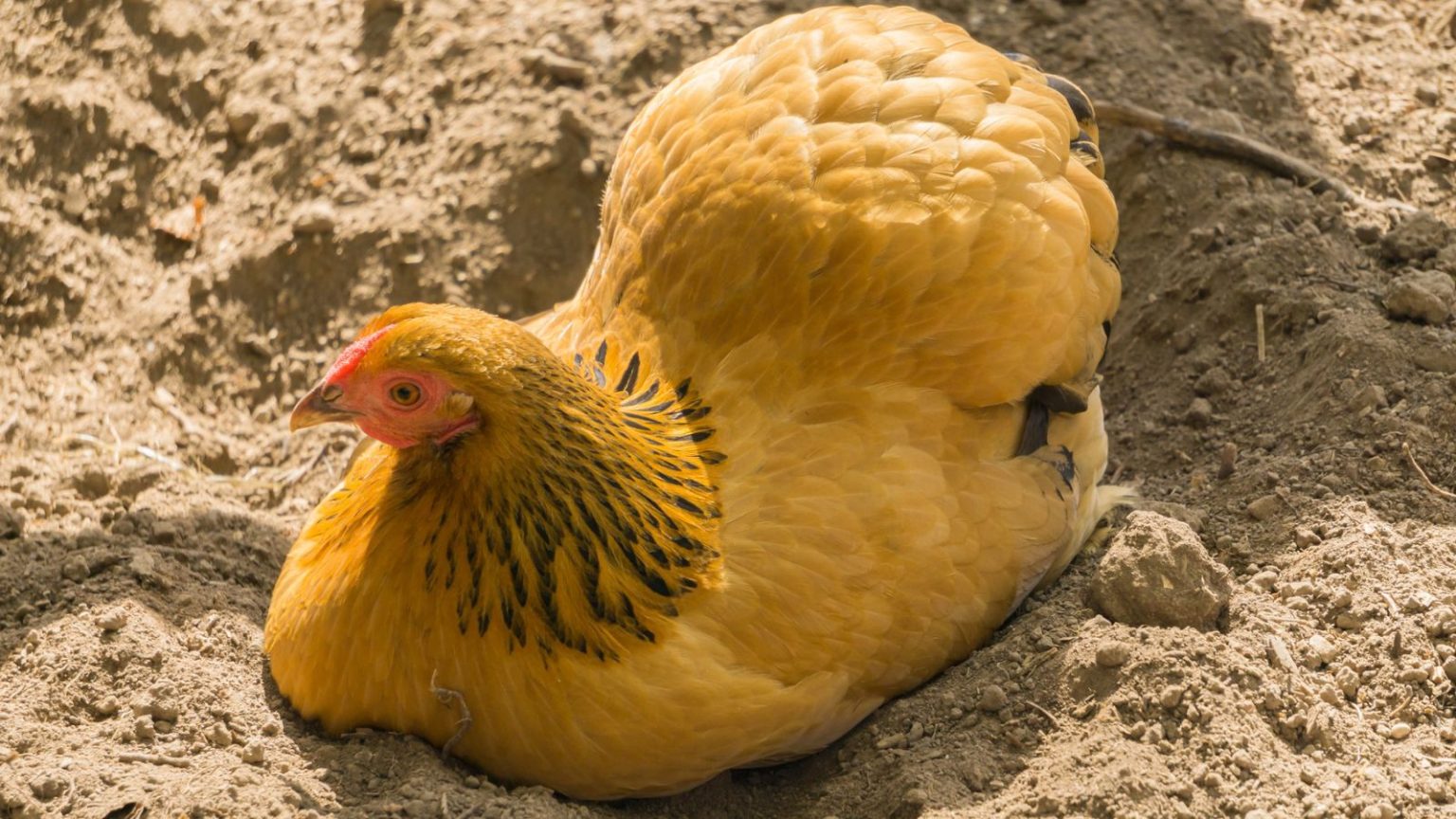 21 Golden Breeds Of Chicken For Your Backyard Coop