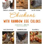 19 Chicken Breeds With The Most Beautiful Egg Colors