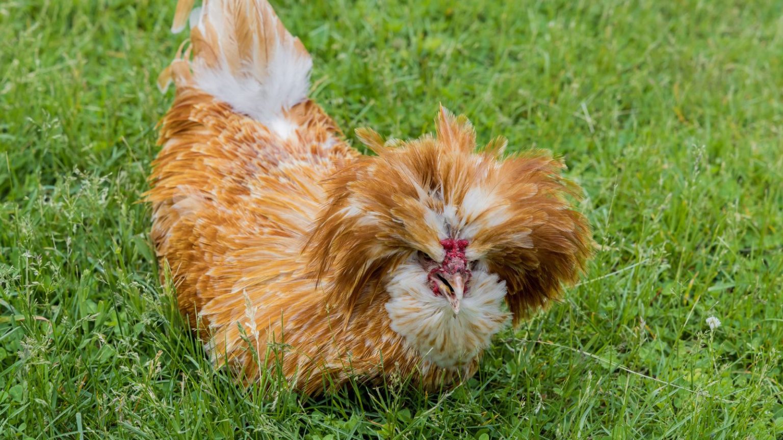 21 Golden Breeds Of Chicken For Your Backyard Coop