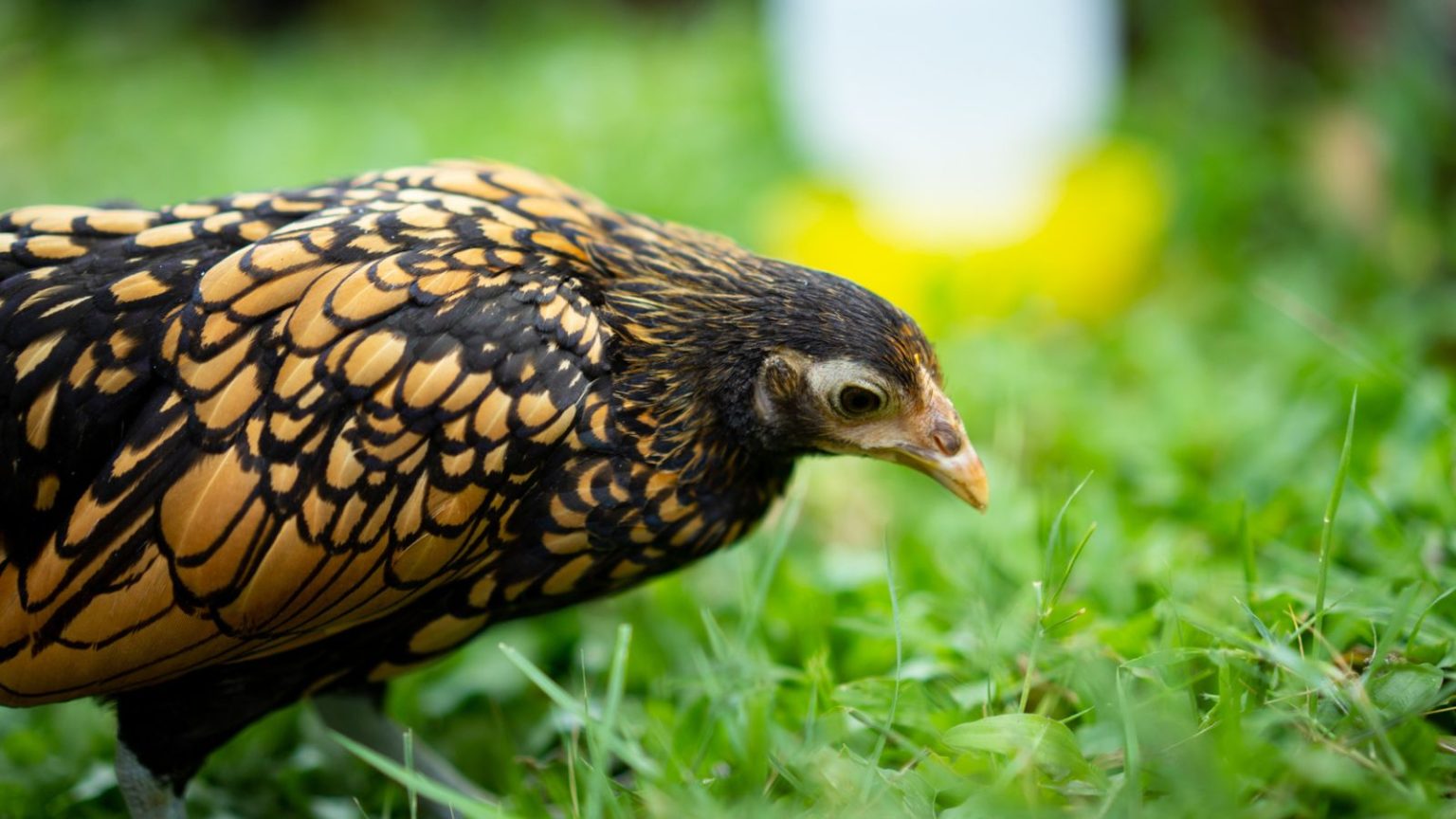 A Guide To Bantam Chicken Breeds