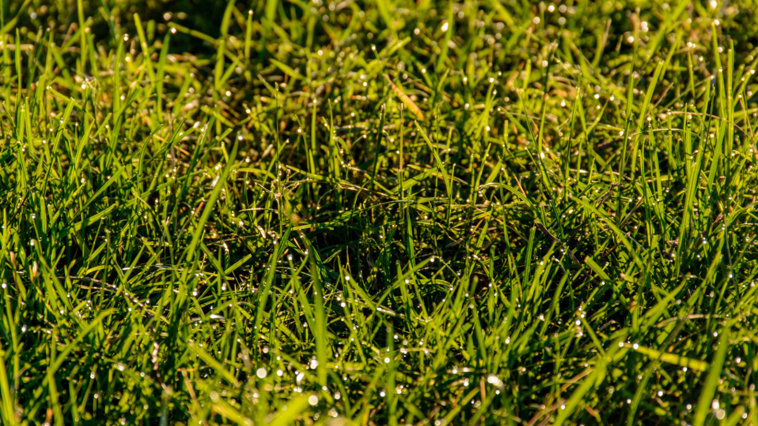 20 Hidden Water Sources That Can Keep You Alive In An Emergency