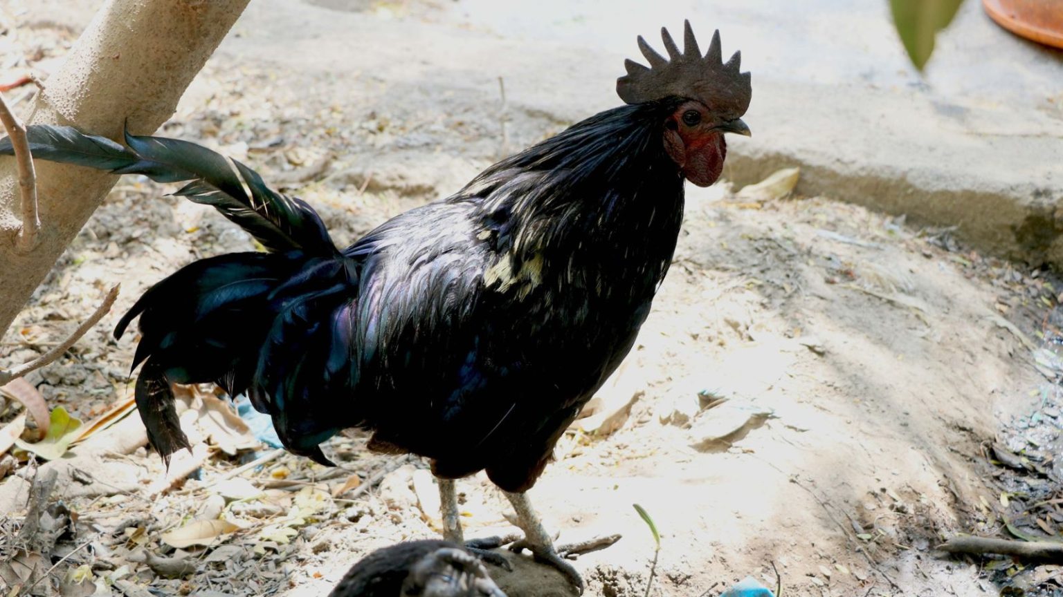 10 Beautiful Black Chicken Breeds (With Pictures) For Your Backyard Coop