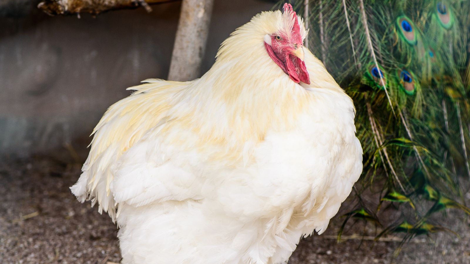 Golden Chicken Breeds 14 Gorgeous Red Chicken Breeds