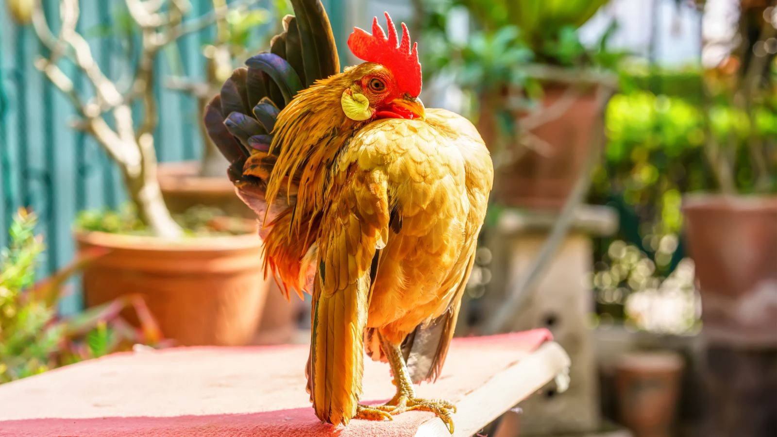 A Guide To Bantam Chicken Breeds