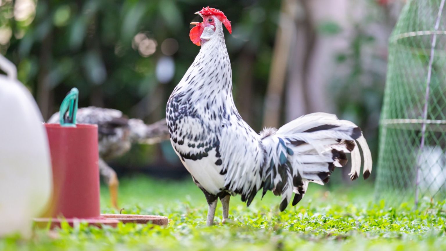 15 Black And White Chicken Breeds With Great Egg Production (pictures ...