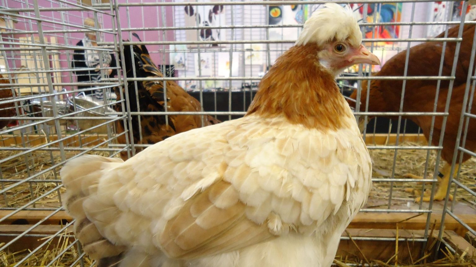 10 Most Expensive Chicken Breeds In The World