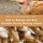 What Is Chicken Molting? How To Manage And Help Chickens During Molting ...