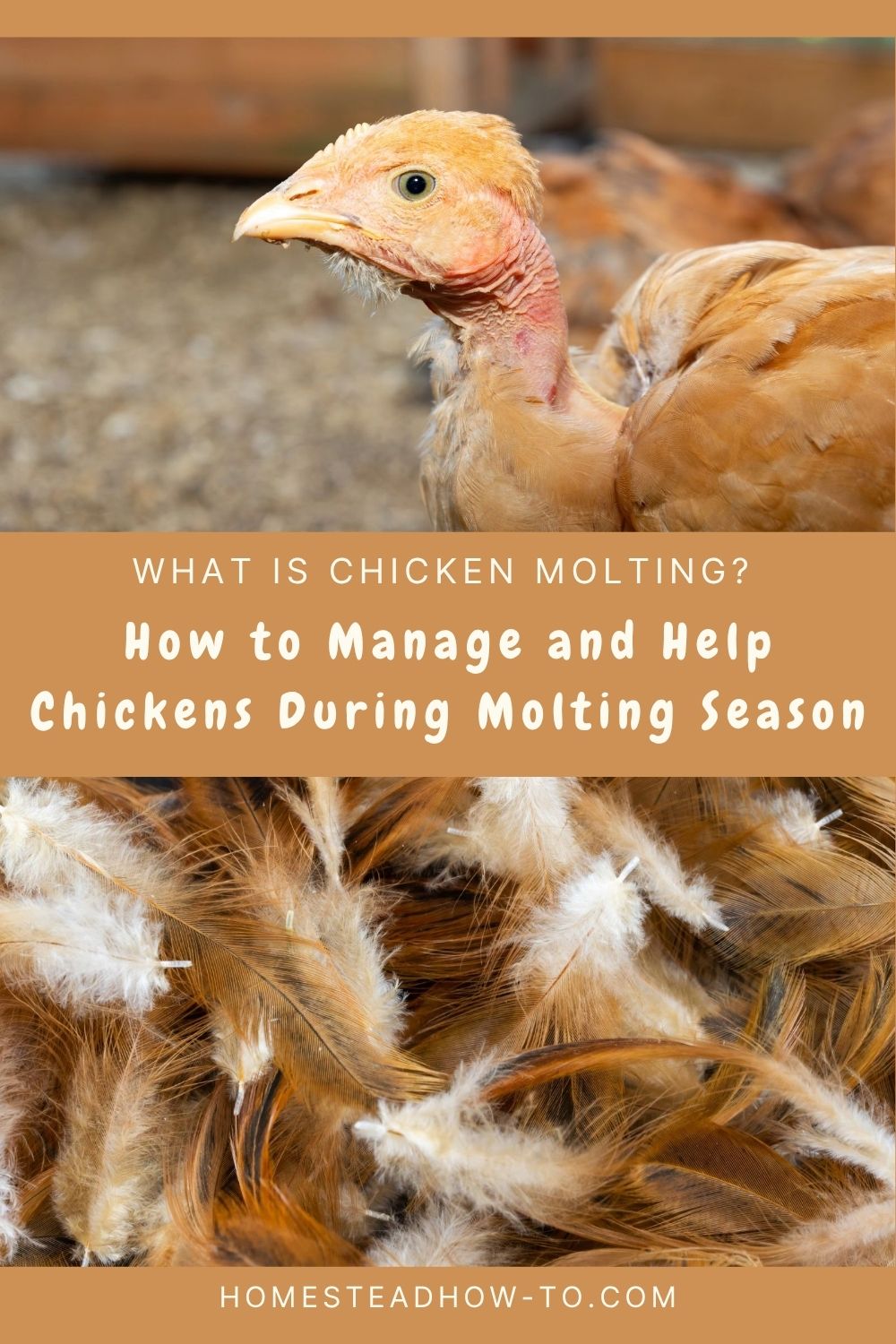 What Is Chicken Molting? How To Manage And Help Chickens During Molting ...