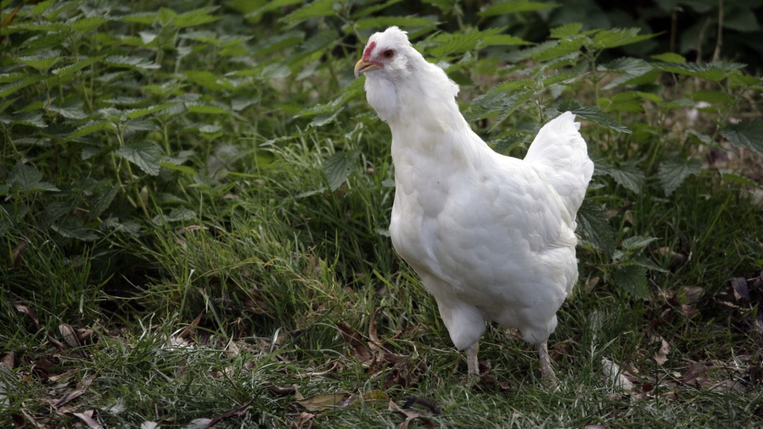 13 Of The Most Beautiful White Chicken Breeds To Add To Your Flock