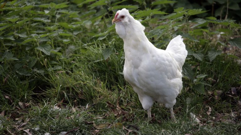 13 Of The Most Beautiful White Chicken Breeds To Add To Your Flock