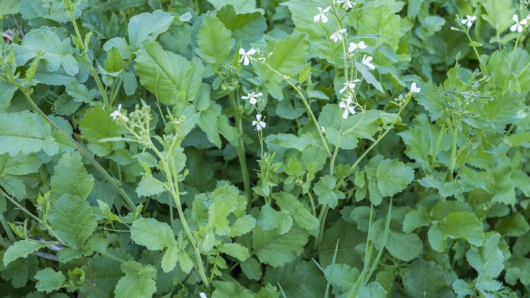 20 Survival Foods You Can Forage In Your Own Neighborhood