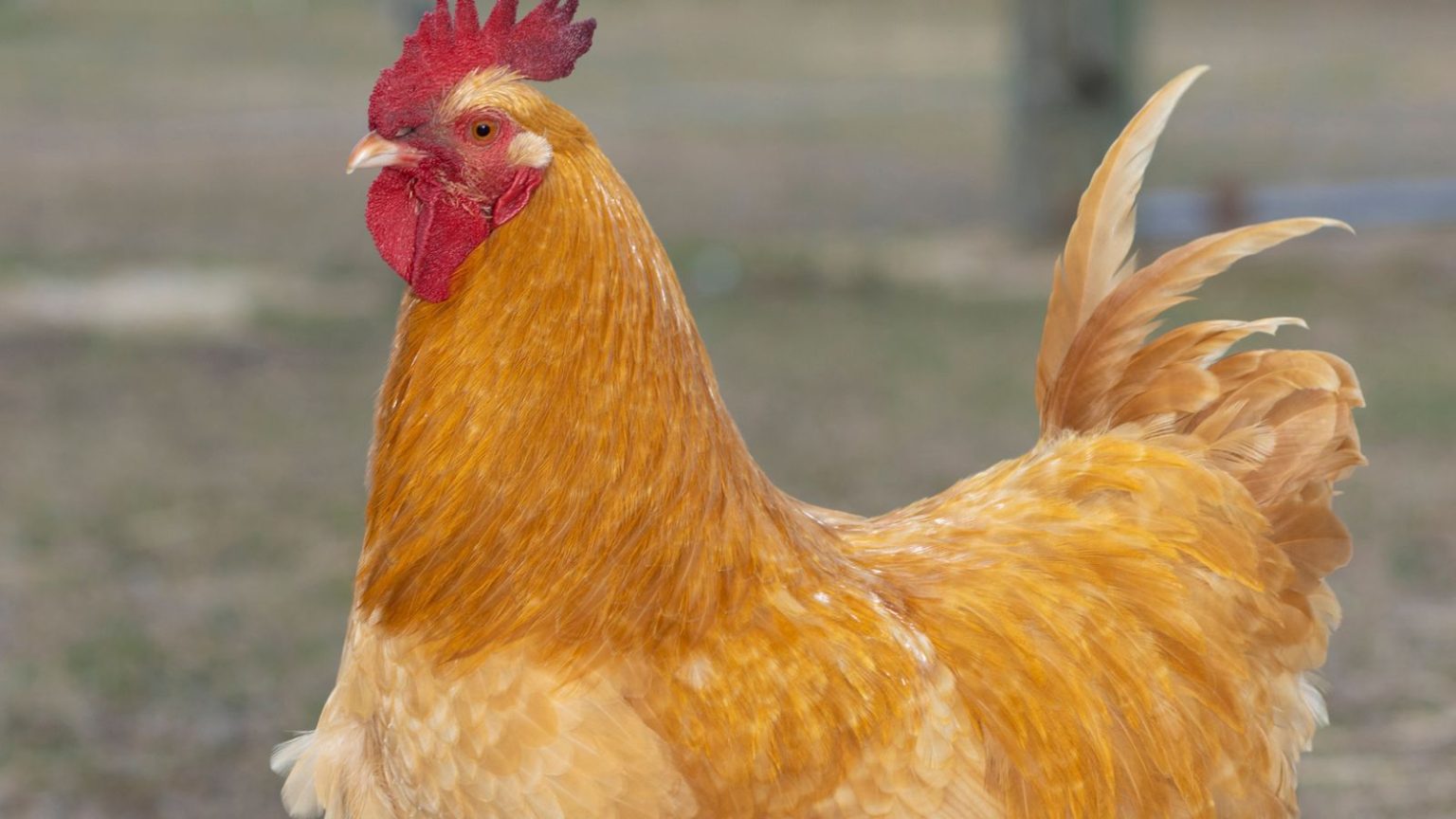 21 Golden Breeds Of Chicken For Your Backyard Coop