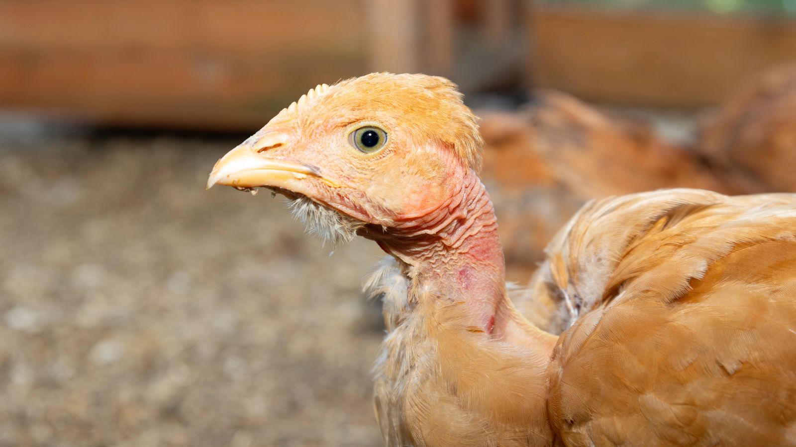 What Is Chicken Molting? How To Manage And Help Chickens During Molting Season