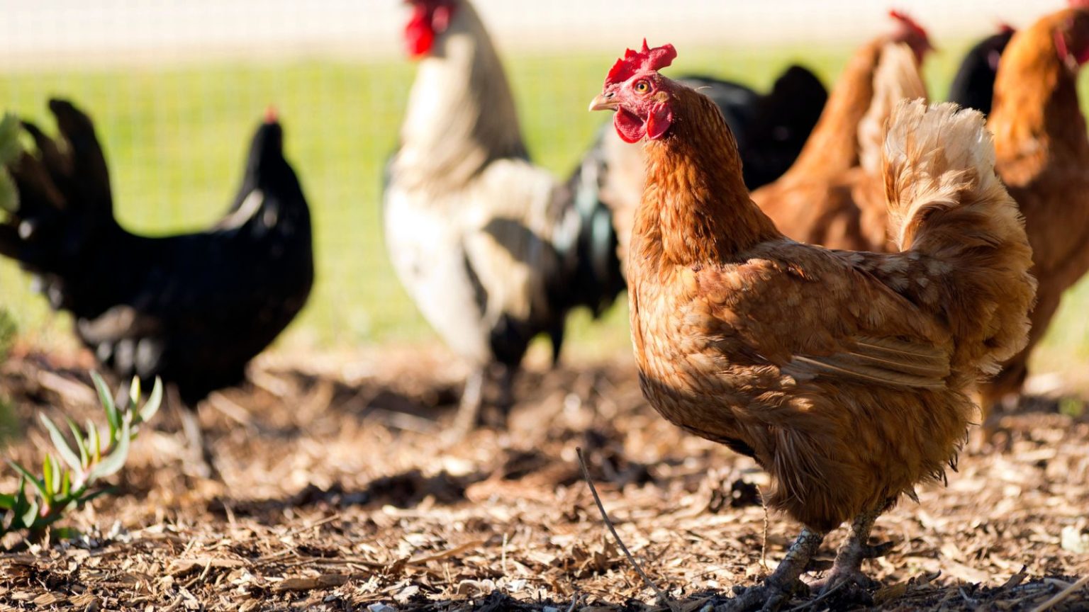 What’s That Cluck? 15 Chicken Sounds Every Keeper Should Recognize