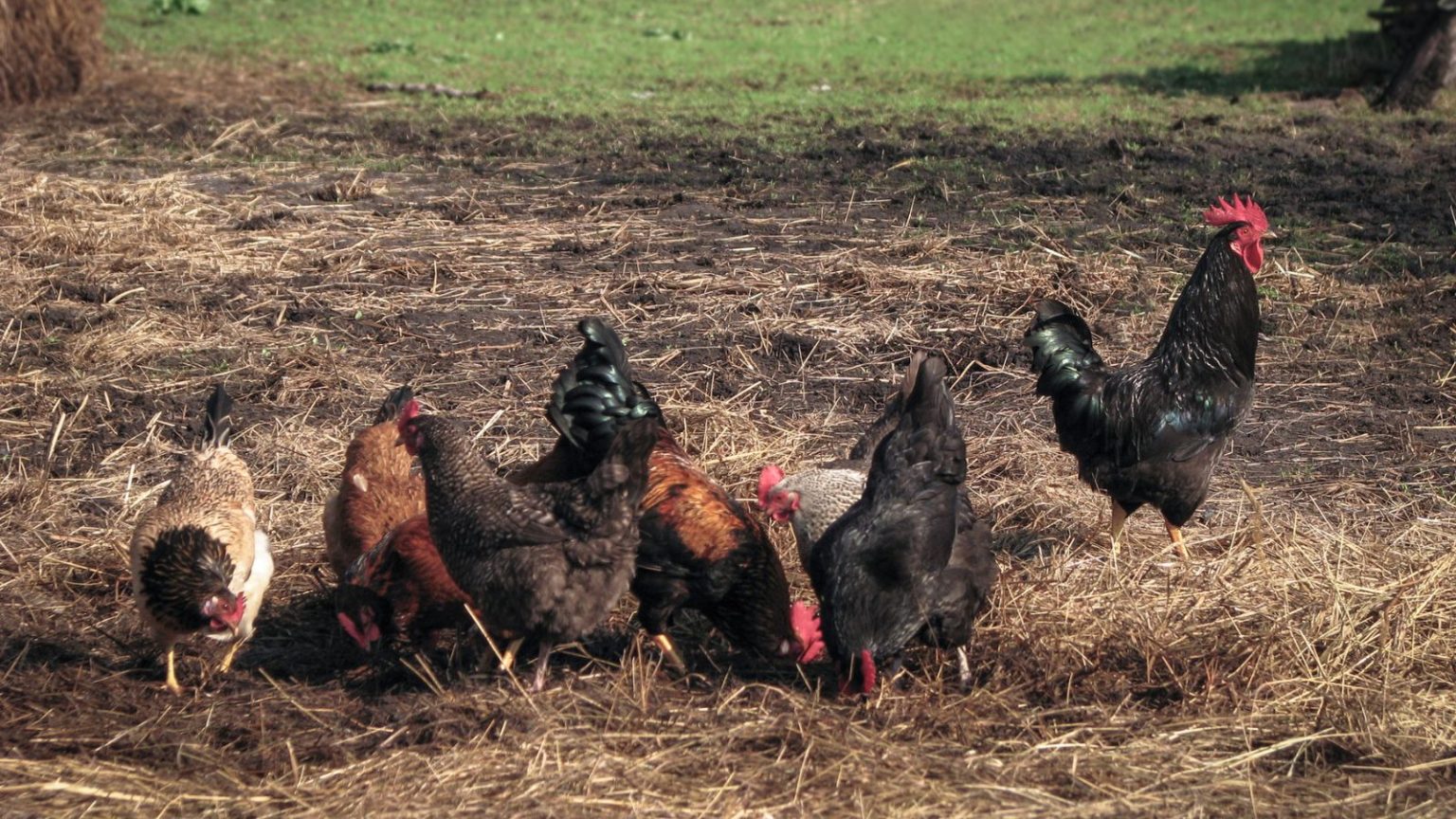 19 Chicken Breeds With The Most Beautiful Egg Colors