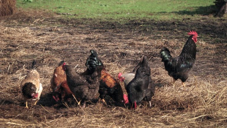 19 Chicken Breeds With The Most Beautiful Egg Colors