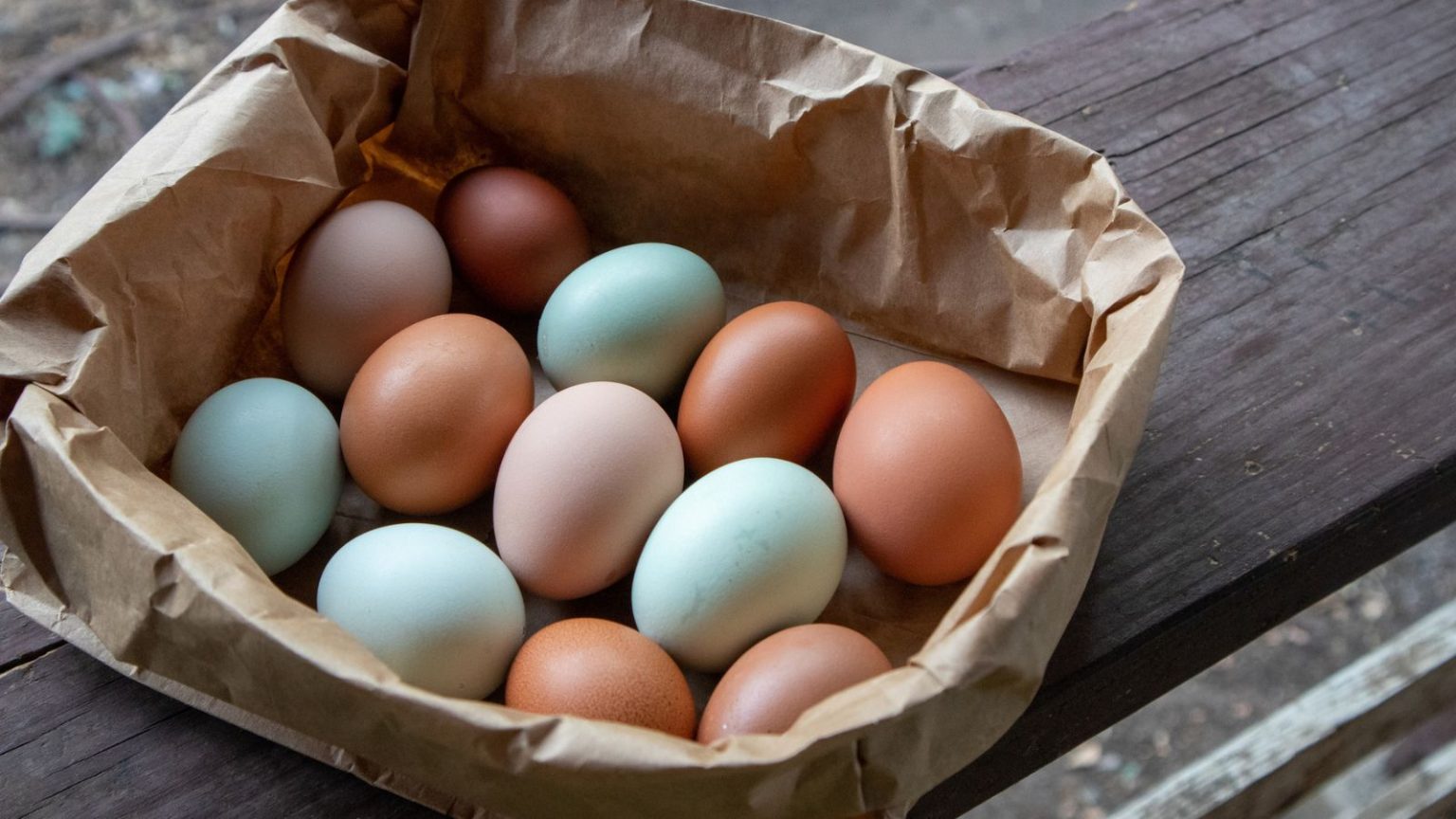 11 Chicken Breeds That Lay Beautiful Blue Eggs