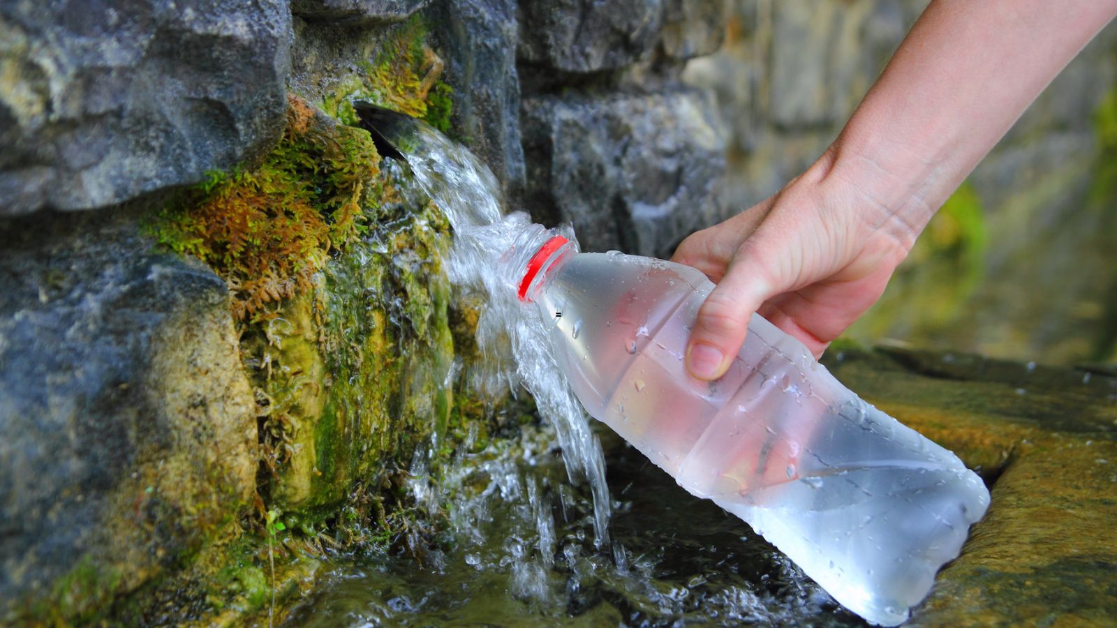 20 Hidden Water Sources That Can Keep You Alive In An Emergency