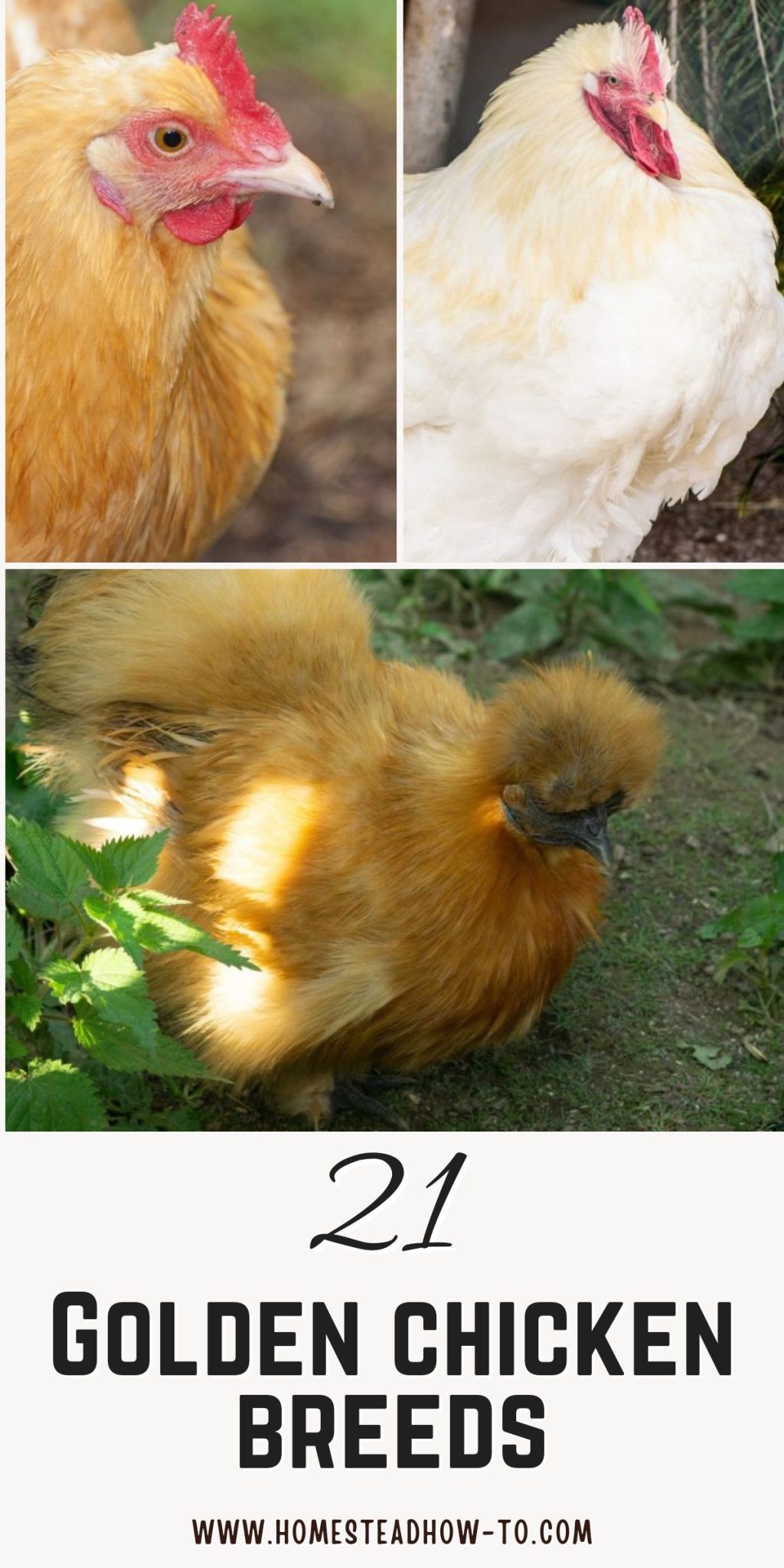 Golden Chicken Breeds 14 Gorgeous Red Chicken Breeds