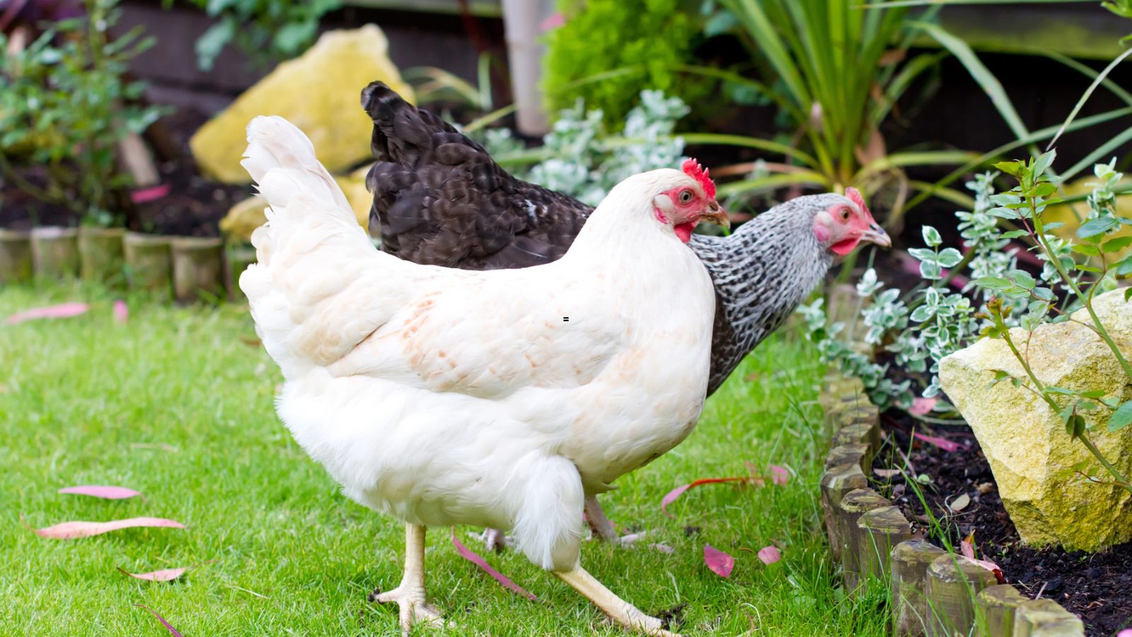 How To Recognize Pain And Discomfort In Chickens