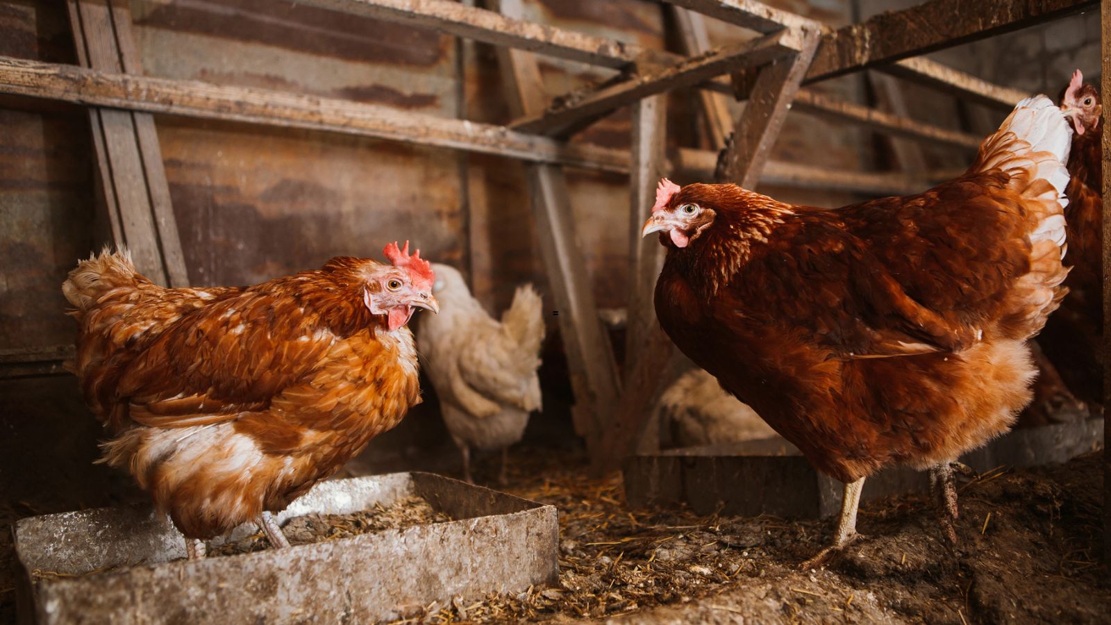 How To Handle A Broody Hen