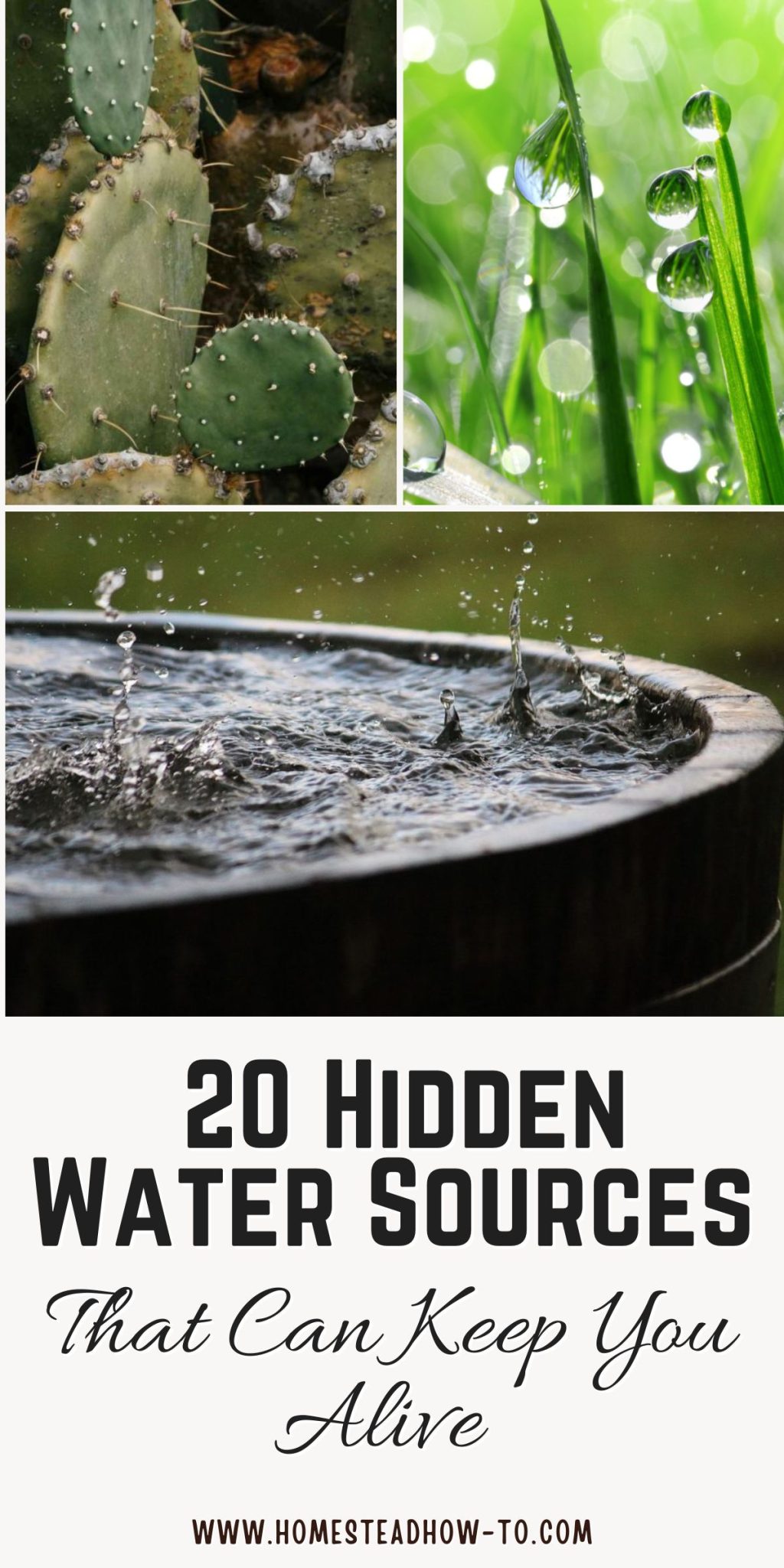 20 Hidden Water Sources That Can Keep You Alive In An Emergency