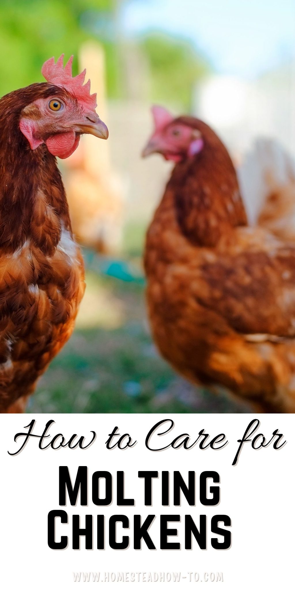 What Is Chicken Molting? How To Manage And Help Chickens During Molting ...