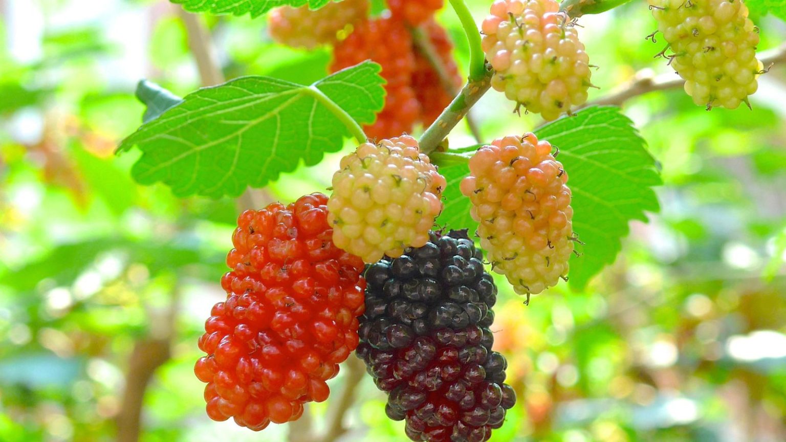 20 Survival Foods You Can Forage In Your Own Neighborhood