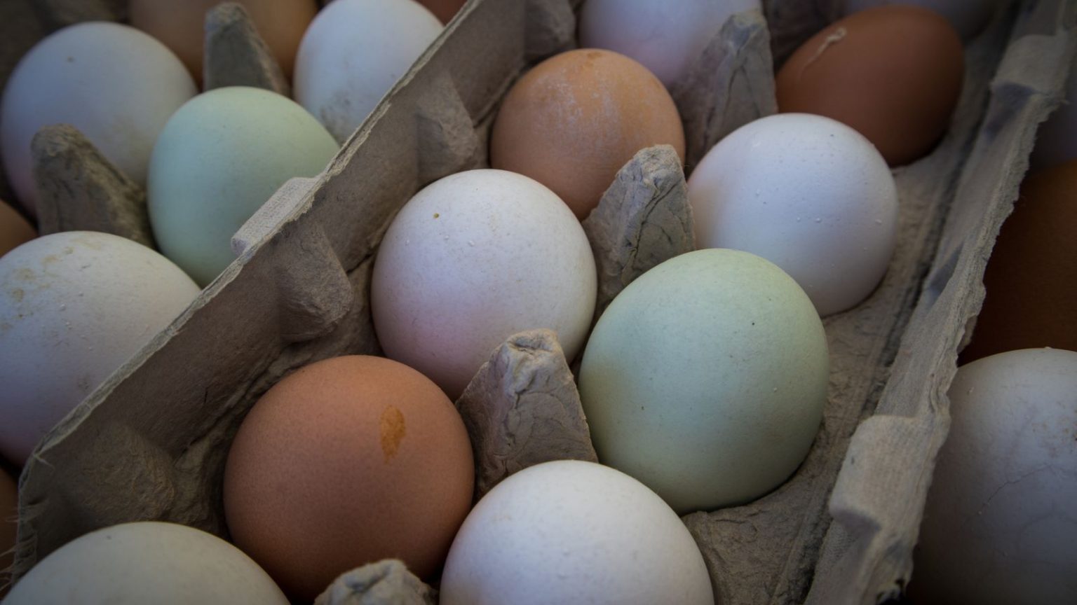 19 Chicken Breeds With The Most Beautiful Egg Colors