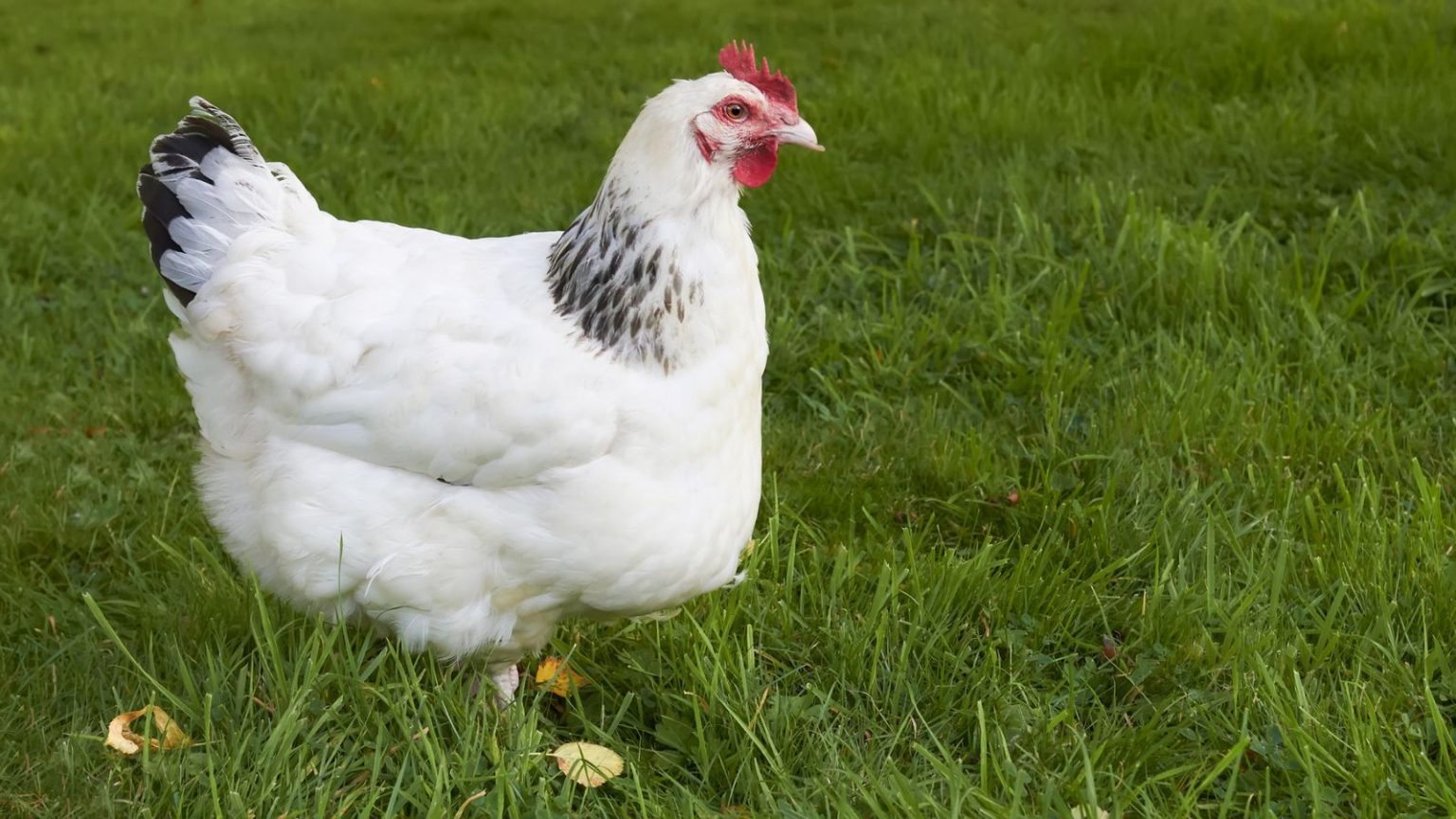 13 Of The Most Beautiful White Chicken Breeds To Add To Your Flock