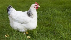 13 Of The Most Beautiful White Chicken Breeds To Add To Your Flock