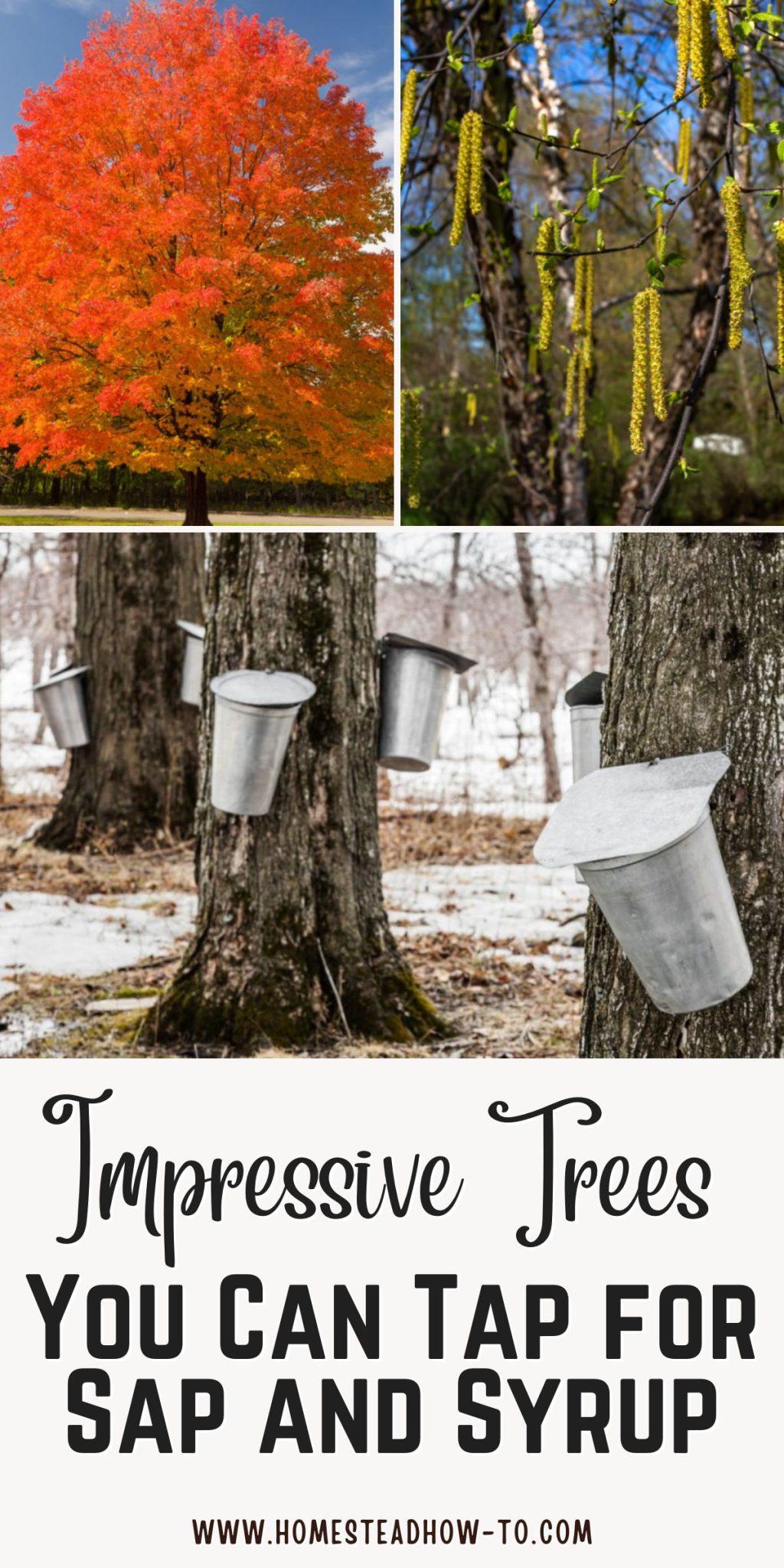 11 Impressive Trees You Can Tap For Sap And Syrup