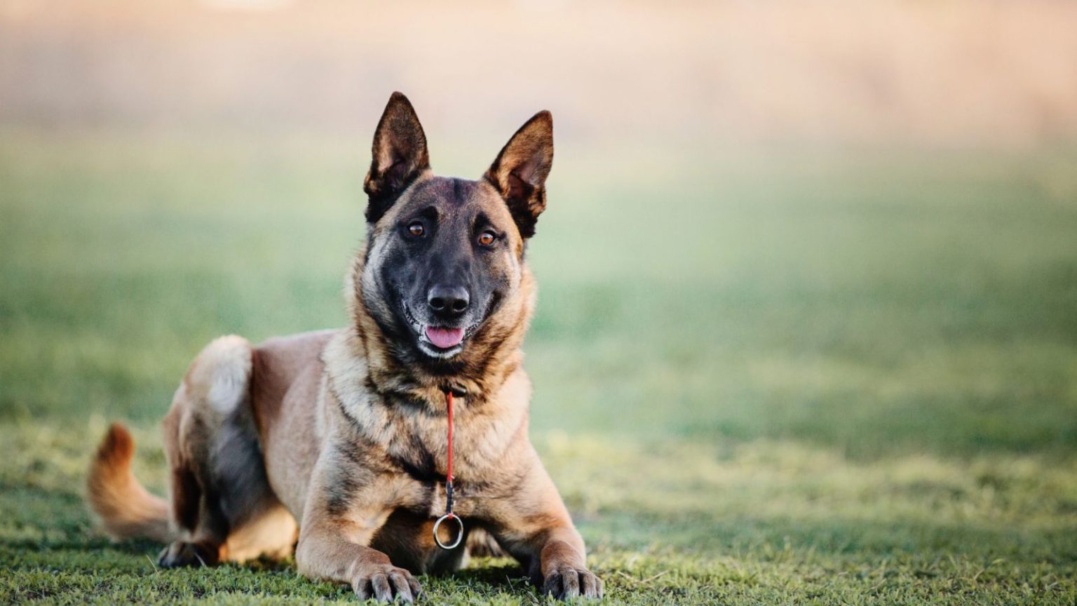 Use These Clever Tricks To Outsmart Gophers