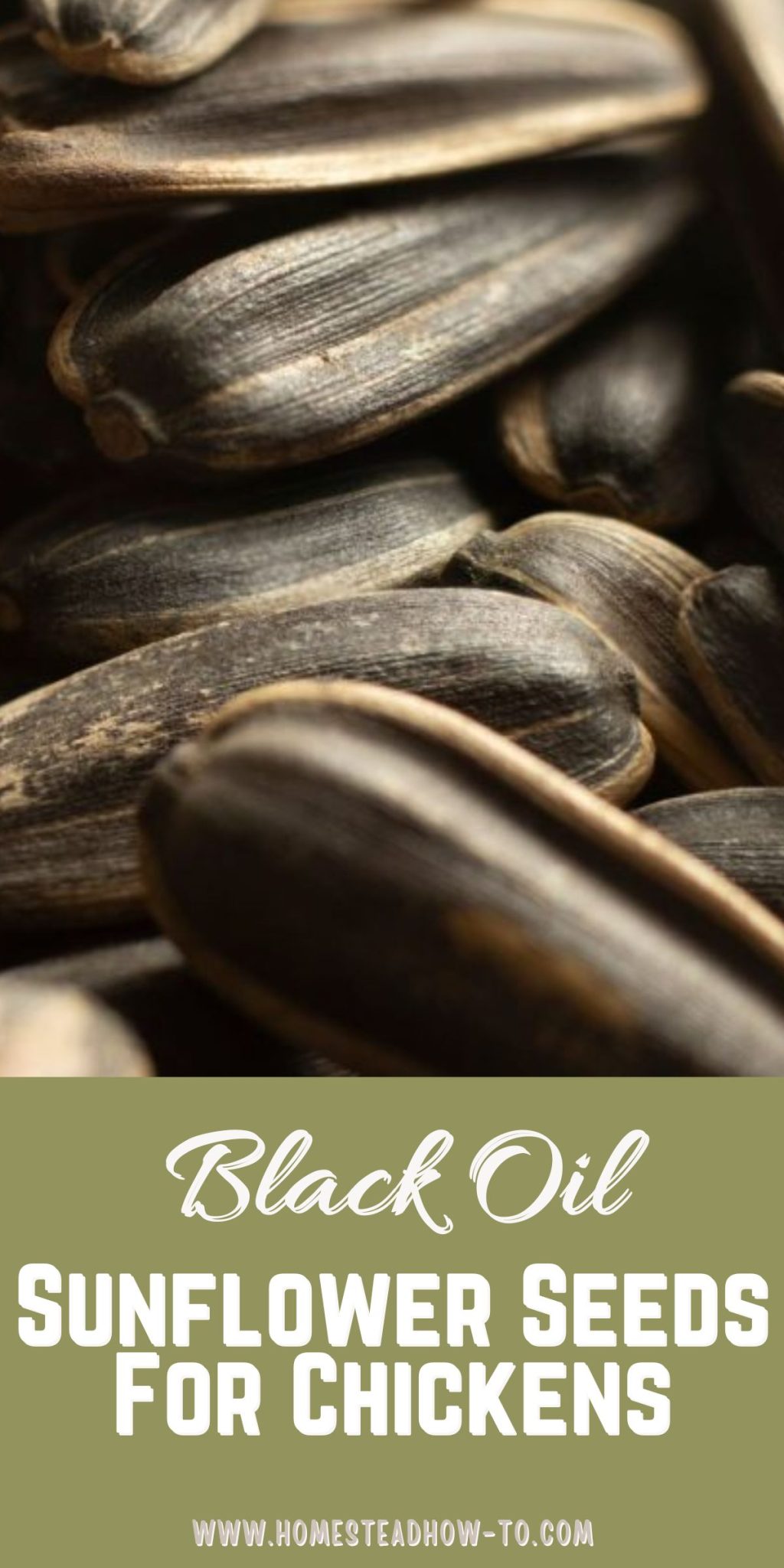 Black Oil Sunflower Seeds For Chickens