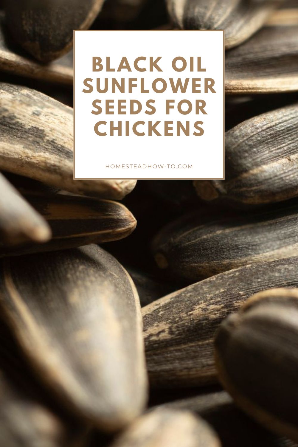 Black Oil Sunflower Seeds For Chickens