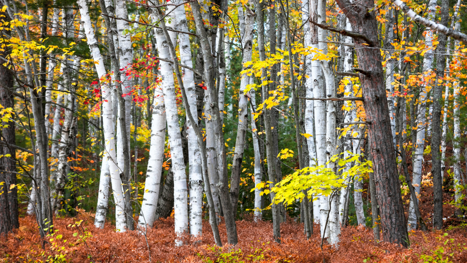 11 Impressive Trees You Can Tap For Sap And Syrup