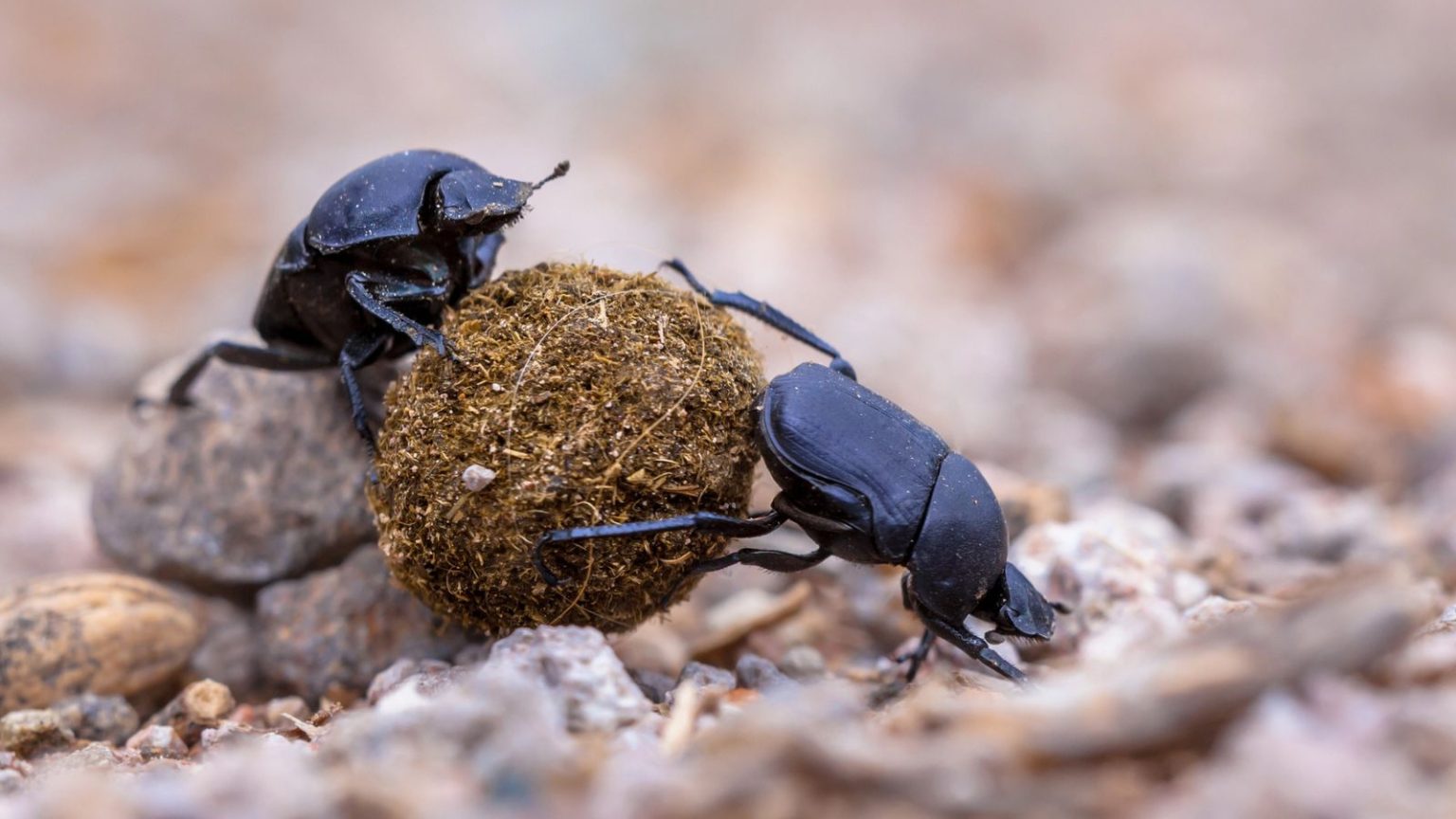 Don’t You Dare Kill That Bug! 18 Insects That Help Your Garden Thrive