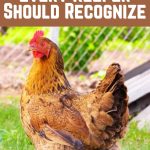 What’s That Cluck? 15 Chicken Sounds Every Keeper Should Recognize