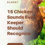 What’s That Cluck? 15 Chicken Sounds Every Keeper Should Recognize