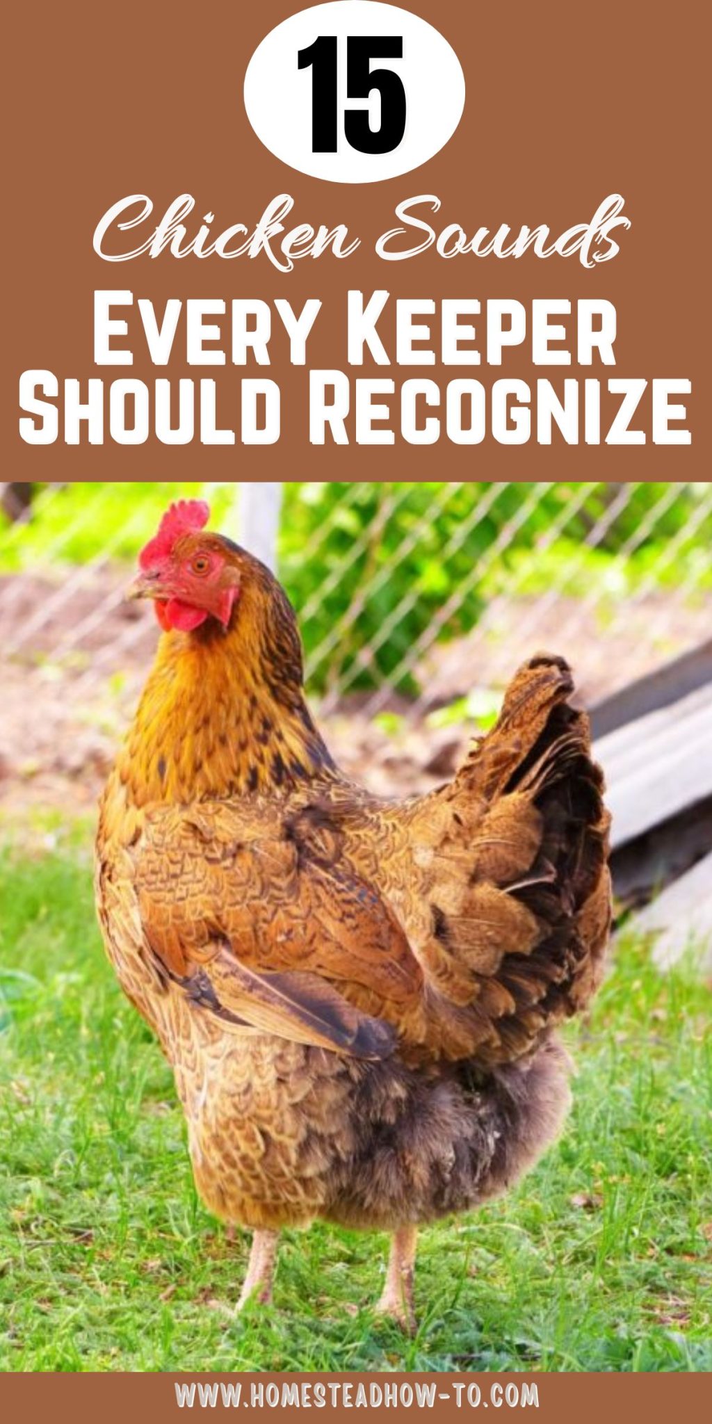 What’s That Cluck? 15 Chicken Sounds Every Keeper Should Recognize