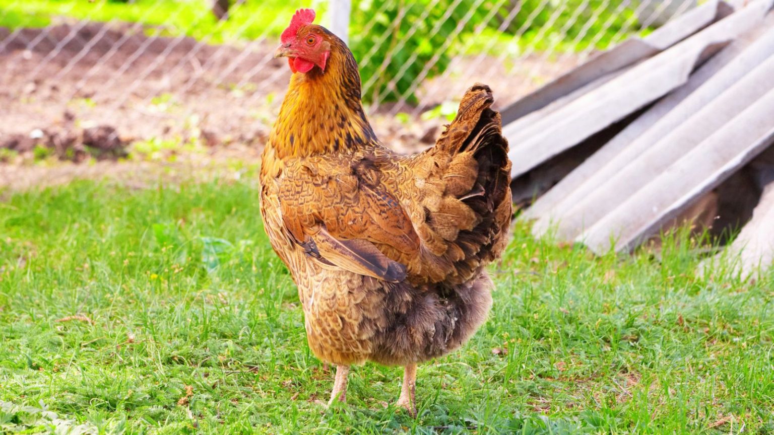 A Beginner's Guide To Raising Silkie Chicken Breeds