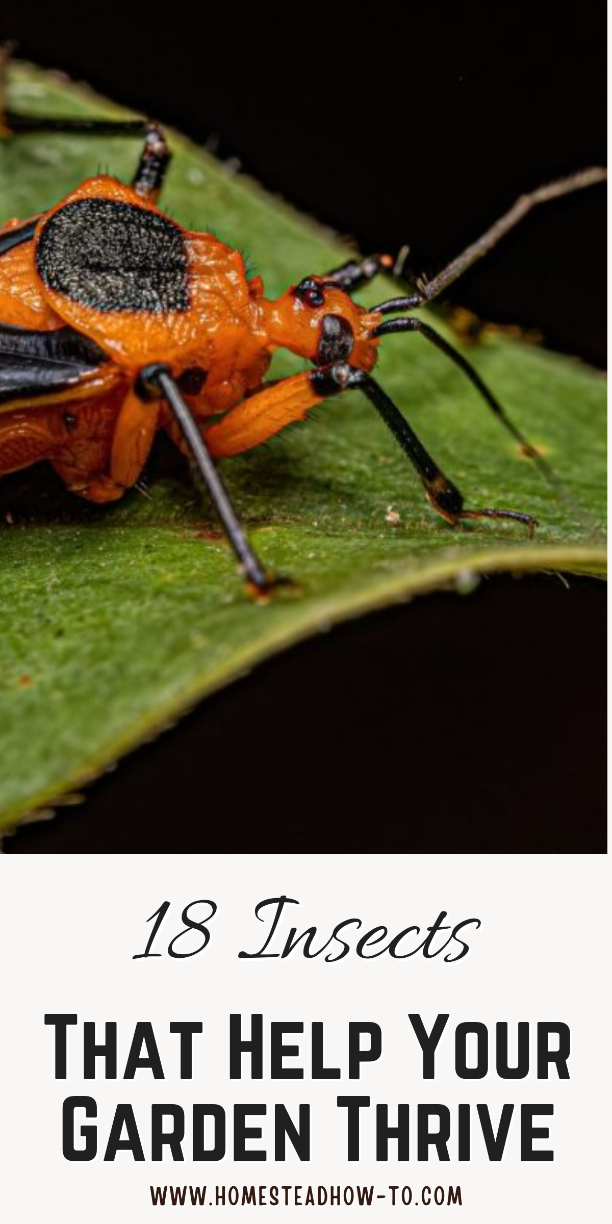 Don’t You Dare Kill That Bug! 18 Insects That Help Your Garden Thrive