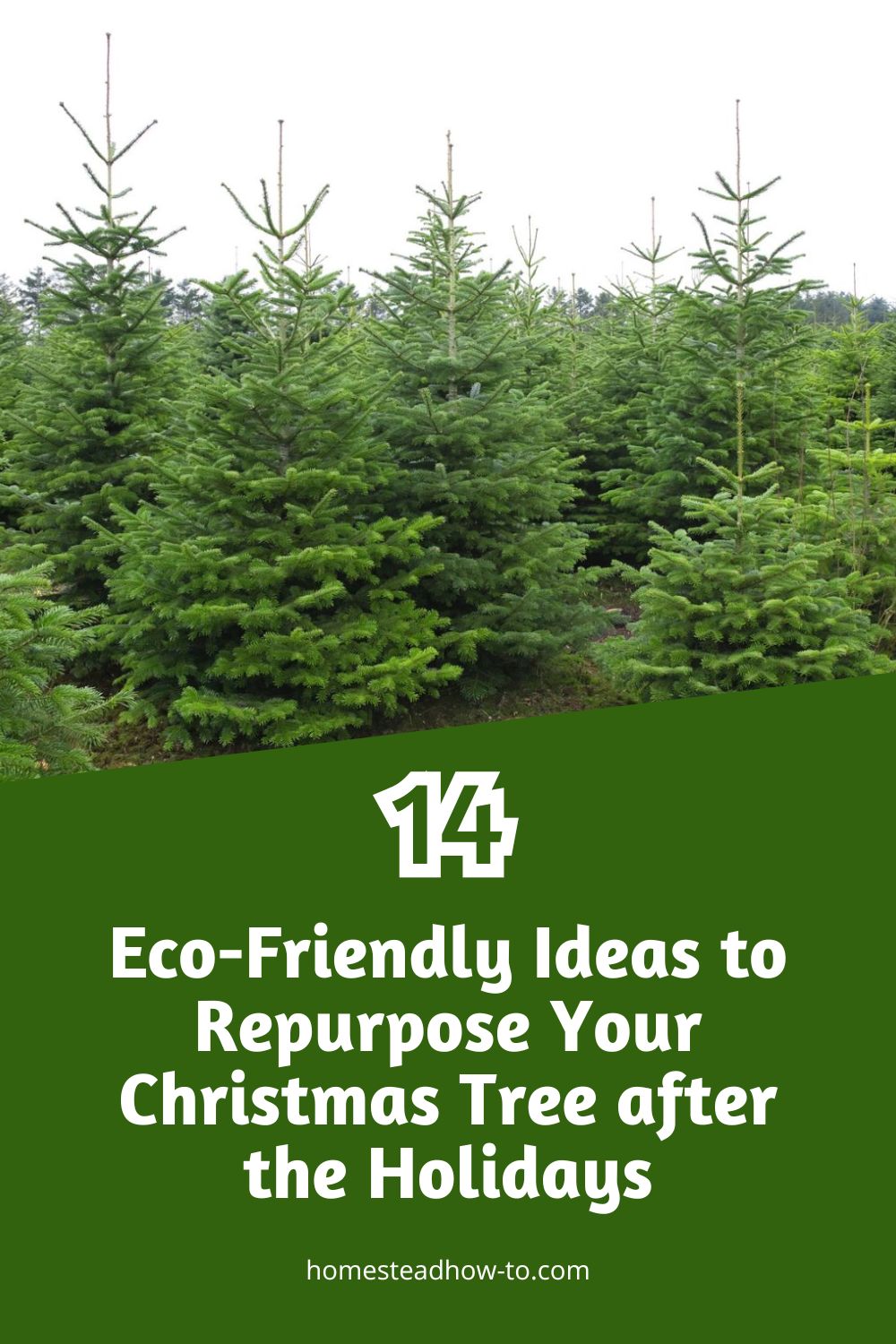 14 Ways To Repurpose And Recycle Your Christmas Tree After The Holidays