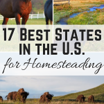 17 Best States In The U.S. For Homesteading