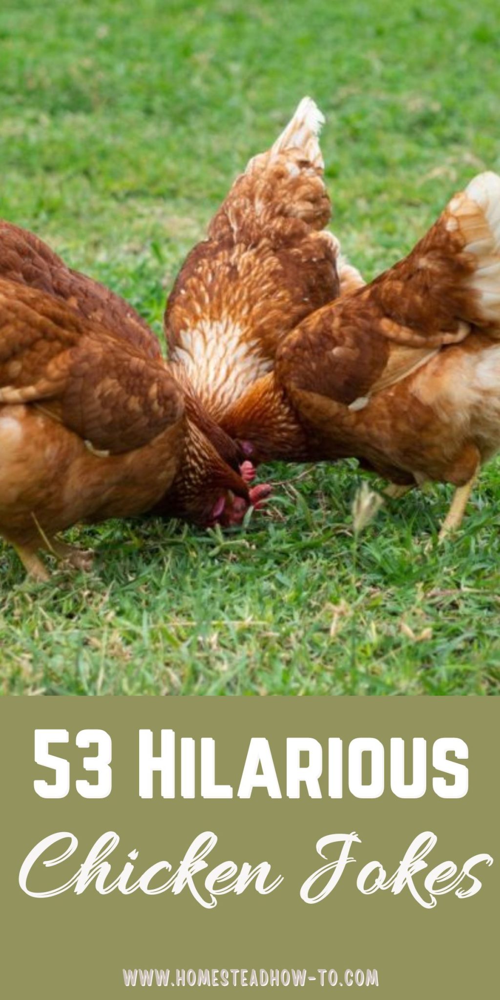 53 Chicken Jokes And Puns That Are Clucking Hilarious
