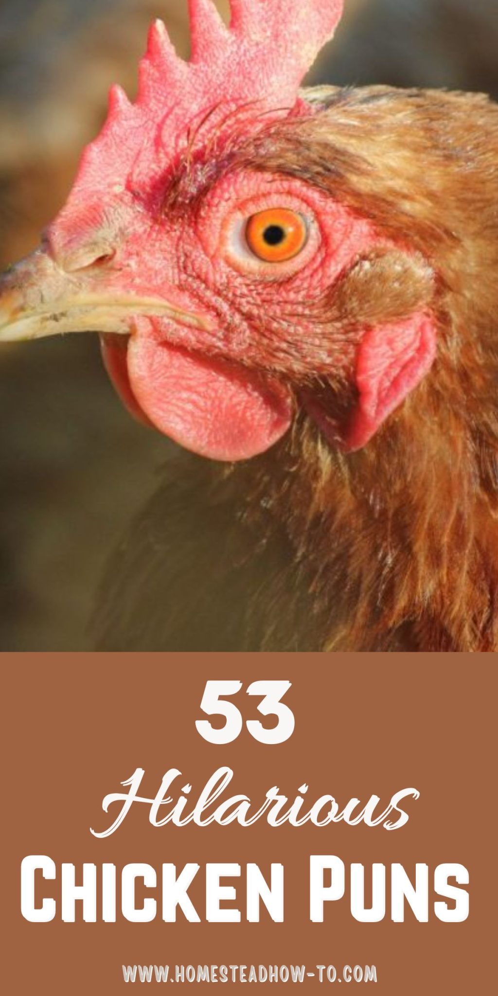 53 Chicken Jokes And Puns That Are Clucking Hilarious