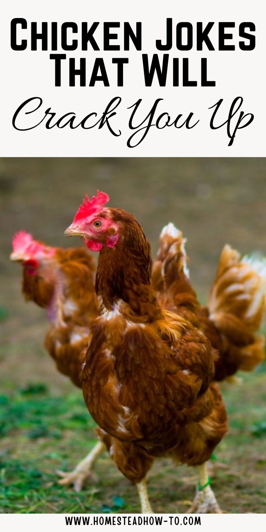 53 Chicken Jokes And Puns That Are Clucking Hilarious
