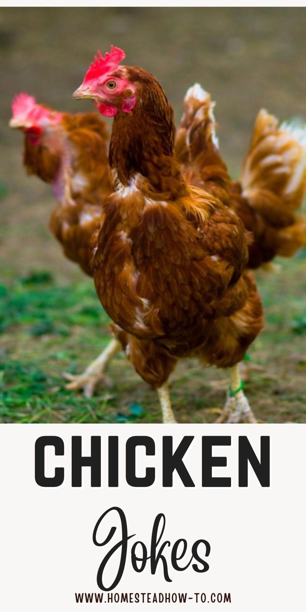53 Chicken Jokes And Puns That Are Clucking Hilarious