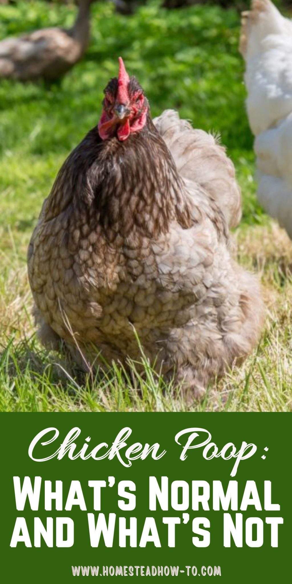 The Scoop On Chicken Poop: What’s Normal And What’s Not
