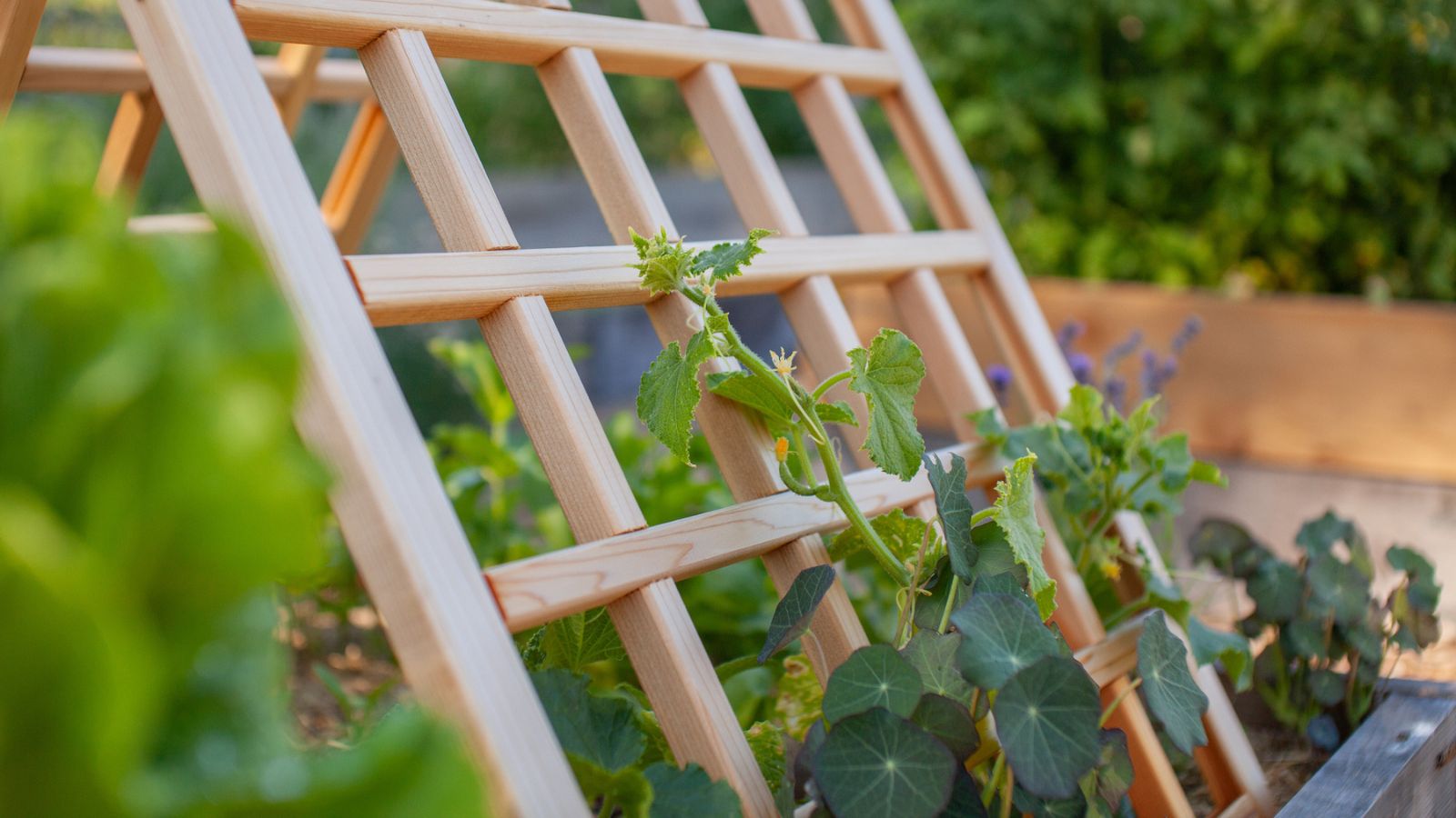 9 Beautiful Trellis Designs You Can Build For Your Climbing Plants